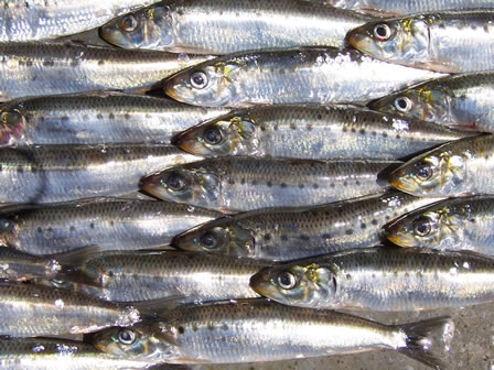 Captain Marks Products Sardines